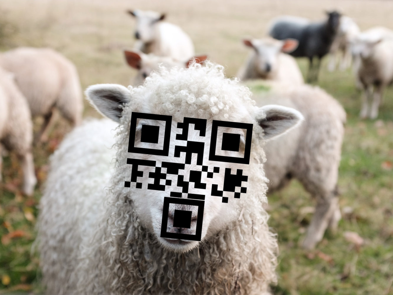 How QR Codes Help Farms – If not now, when?